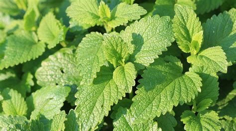 Lemongrass Vs Lemon Balm Whats The Difference