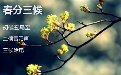詩詞寫生今天春分你知道都有哪些講究 每日頭條