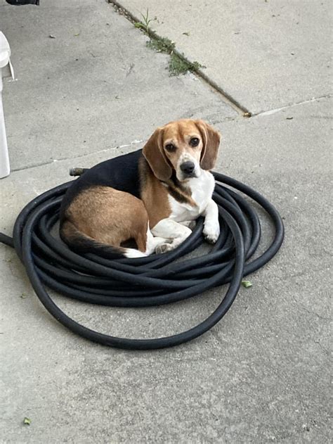 Heres My Boy Bart Rbeagle