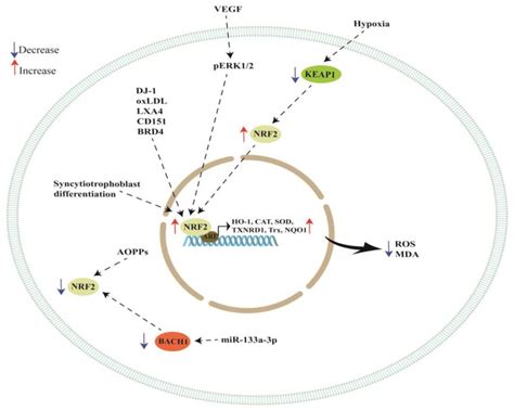 Cells Mdpi On Linkedin Cellsmdpi Cellbiology