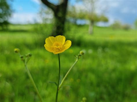 花 草地 自然 Pixabay上的免费照片 Pixabay