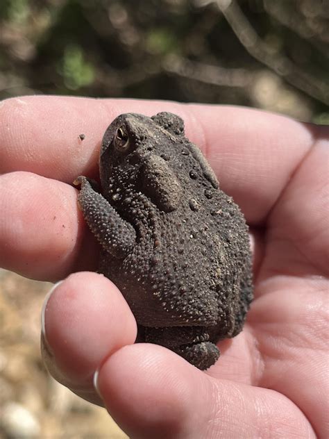 Toad Id Ramphibians