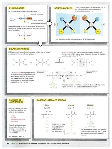 B Alberts Molecular Biology Of The Cell EspaÑol 104 Pdf