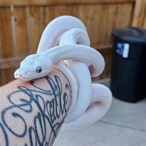 Super Phantom Het Purple Reticulated Python By Morphkreations