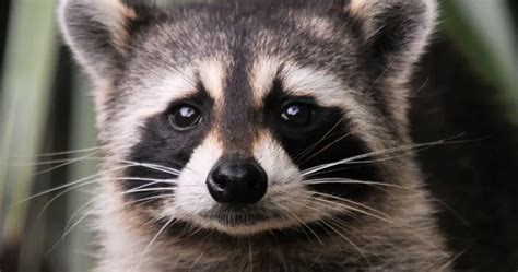 Can Raccoons See Color
