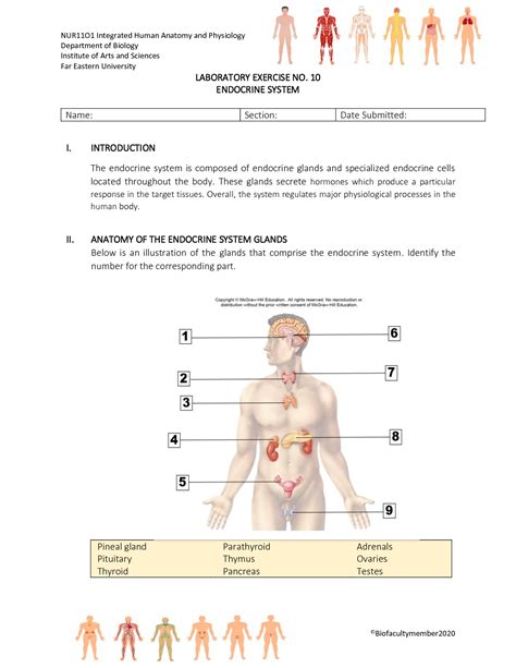 SOLUTION Lab Exercise 10 Endocrine System Studypool