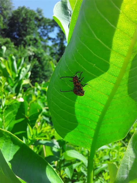 Red Milkweed Beetles Do Nothing But Eat And Have Sex Every Single