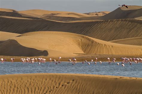 Classic Namibia Safari Experience With Nature Travel Namibia