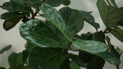 Ficus Lyrata Pflege Standort Wachstum Und Vermehrung
