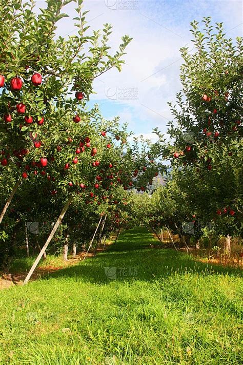 苹果园素材 花瓣网