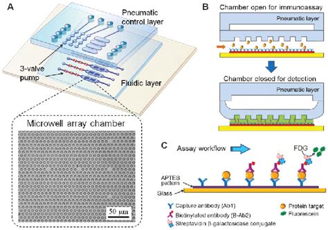 Integrated Microfluidic Elisa A Schematic Of The Design Of A Download Scientific Diagram