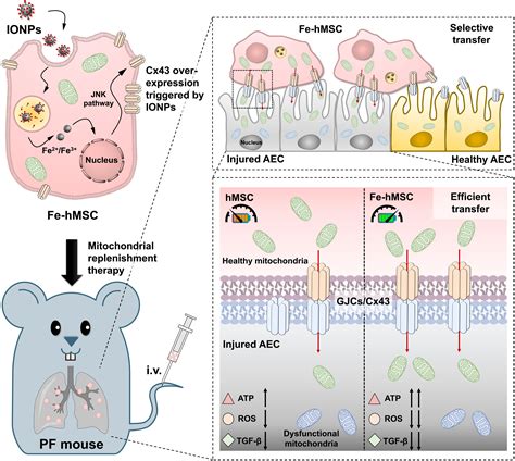 Iron Oxide Nanoparticles Augment The Intercellular Mitochondrial