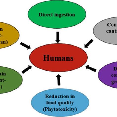 1 Different Routes By Which Pollutants Enter Humans Download Scientific Diagram