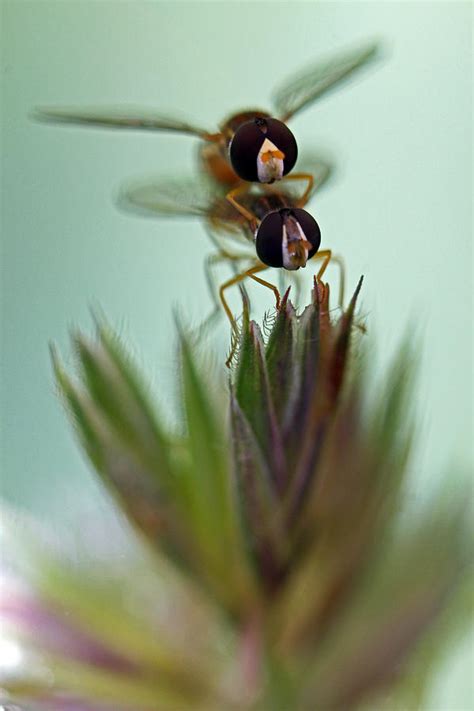 Hover Bugs Photograph By Jennifer Robin Pixels