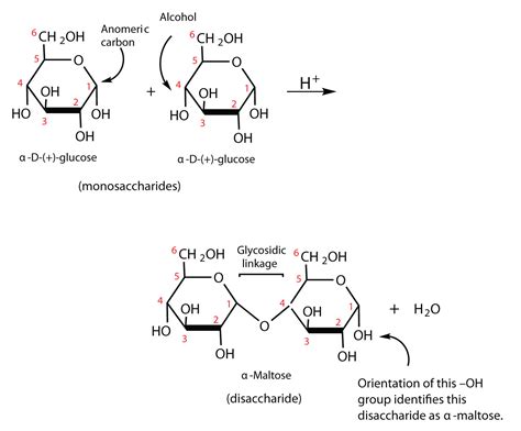 12 6 Disaccharides Chemistry Libretexts