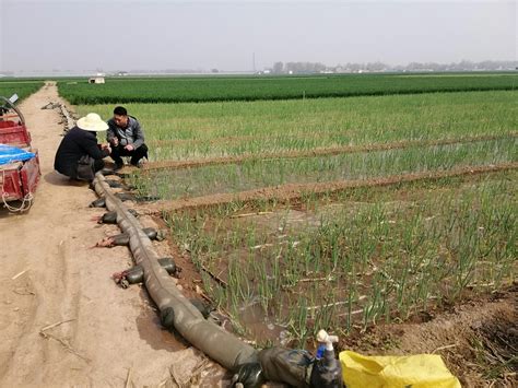 大葱种植技术春葱介卿3号有哪些栽培要点 葱满满