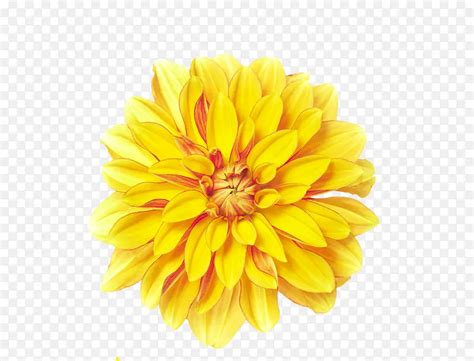 菊花PNG图片素材下载 图片编号10303977 PNG素材网