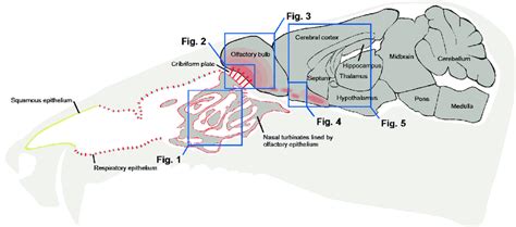 Schematic Representation Of Nipah Virus Entry Into The Cns Via The Download Scientific