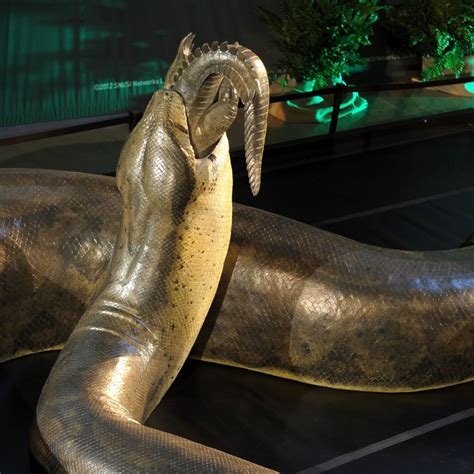 Titanoboa La Serpiente Más Grande Del Mundo Que Era Capaz De Comer Un