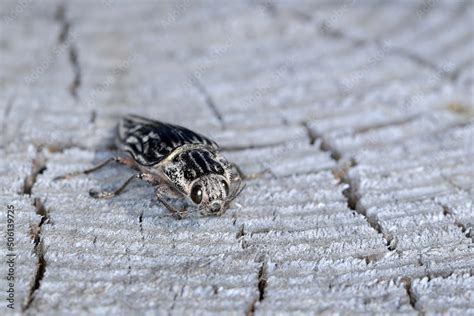 Flatheaded Pine Borer A Common European Jewel Beetle Chalcophora Mariana A Large And