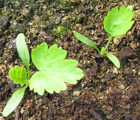 Parsnip Parsnip Seedlings Stuart Allen Flickr