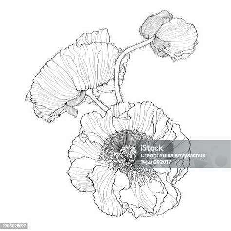 우아한 꽃다발 라인 양 귀 비 꽃과 봉 오리 디자인 요소 청첩장 인사말 카드 배너를 위한 꽃 장식 0명에 대한 스톡 벡터 아트