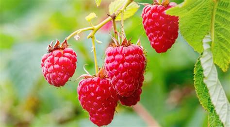 21 Best Raspberry Varieties For Home Gardens