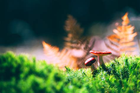 Here Are 13 Facts That Prove That Trees Are Really Fucking Cool