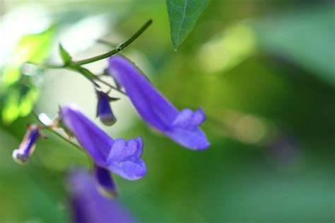 全く違う丁字の花 秋丁字 アキチョウジ いつも気ままな僕の日記
