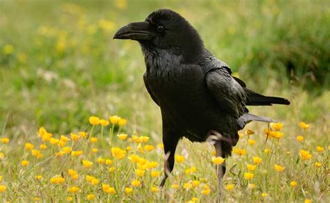 Chaffinch Facts Identification Diet Migration Info Etc Binocular Base