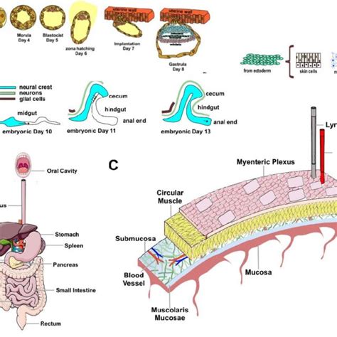 Overview Of The Anatomy And Organization Of The ENS Download Scientific Diagram