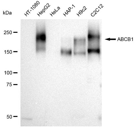 P Glycoprotein Recombinant Monoclonal Antibody 23gb1330 Ma5 53174