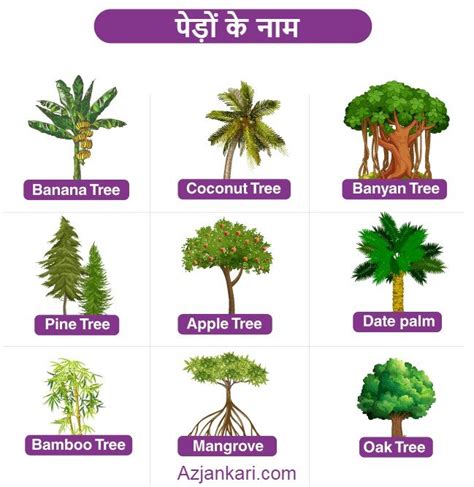 Trees Name in English and Hindi पड क नम हद म