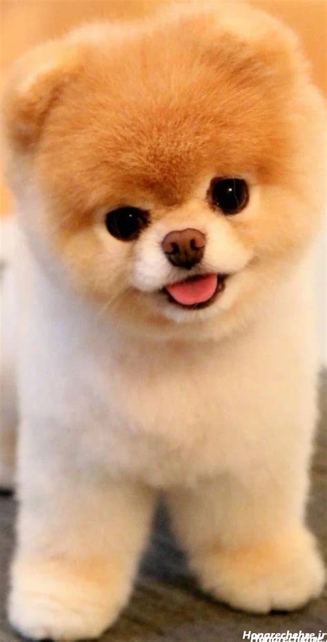 عکس های خنده دار