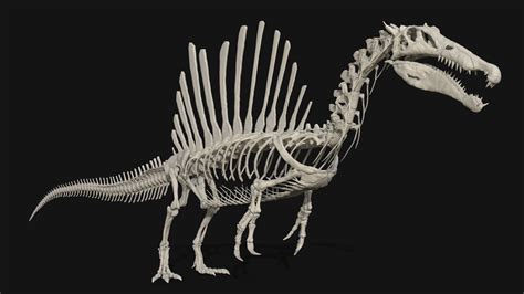 Spinosaurus Full Skeleton Sculpt Model By Racksuz 3docean
