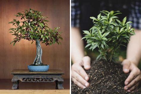 Growing Trees In Pots Vs The Ground Pros Cons Tiny Tree Hub