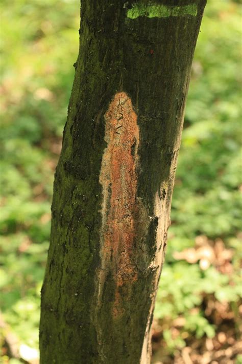 Cryptococcus Spp Orange Slime