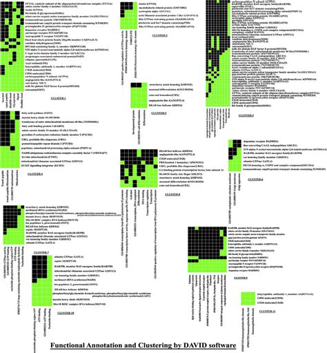 Functional Annotation And Clusters Predicted By DAVID In The Form Of A