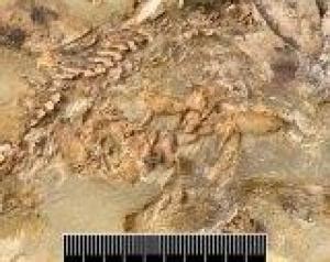 Fossils Reveal Sex Life Of Prehistoric Fish Fossil News The Fossil Forum