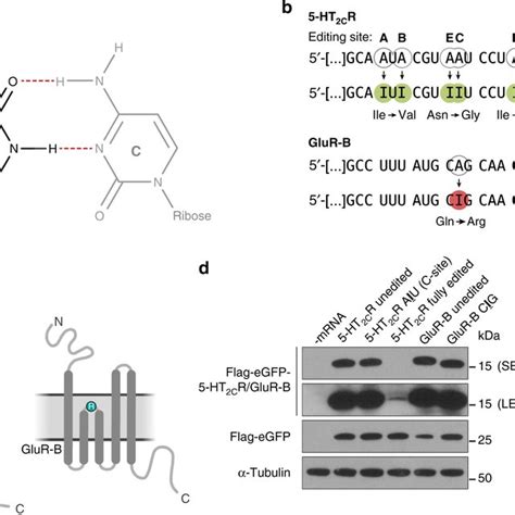 Inosine Is A Non Standard Nucleotide Present In Naturally Occurring Download Scientific Diagram