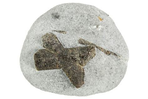 12 Twinned Staurolite Cross In Glittering Mica Schist Russia