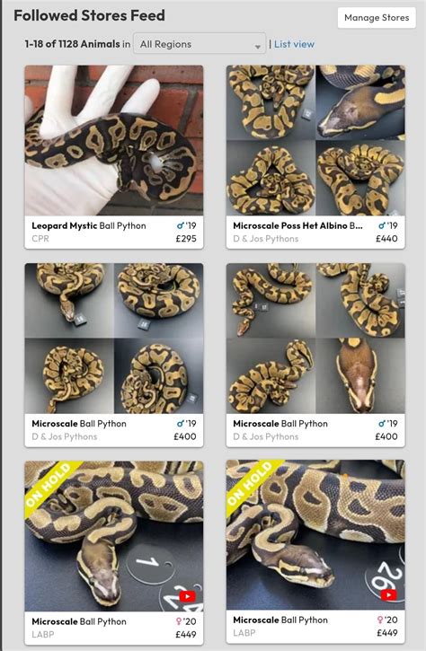 Morphmarket Followers Guide Marketplace Guides And Questions