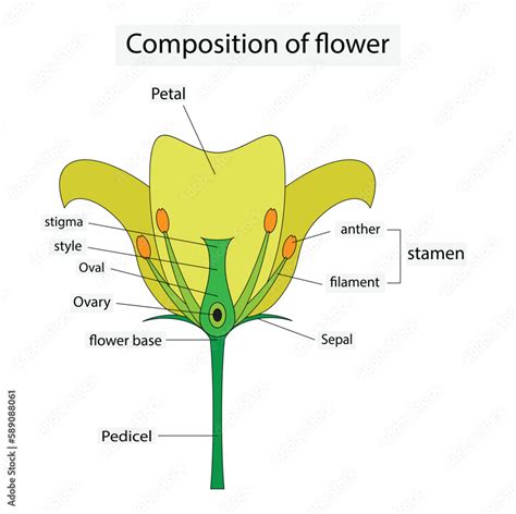 Vetor De Illustration Of Biology Composition Of Flower Diagram Of A