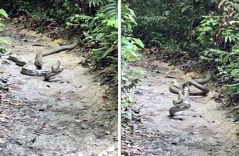 Watch King Cobra Strikes At A Python On Singapore Nature Trail