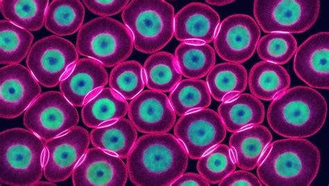 Vibrant Microscopic View Of Cells Showcasing Abstract Biological Structures Premium Ai