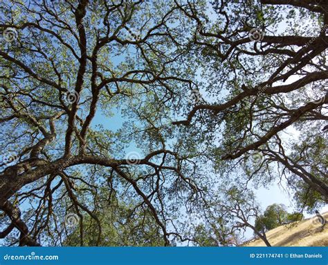 California Live Oak Tree And Blue Sky Stock Image Image Of Landscape