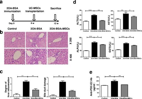 Mesenchymal Stem Cells Alleviate Experimental Autoimmune Cholangitis Through Immunosuppression