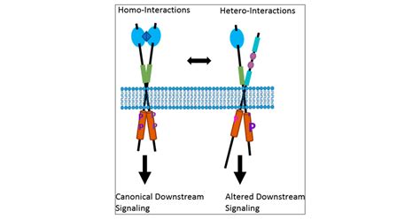 Miss Hannah Minx Leopard