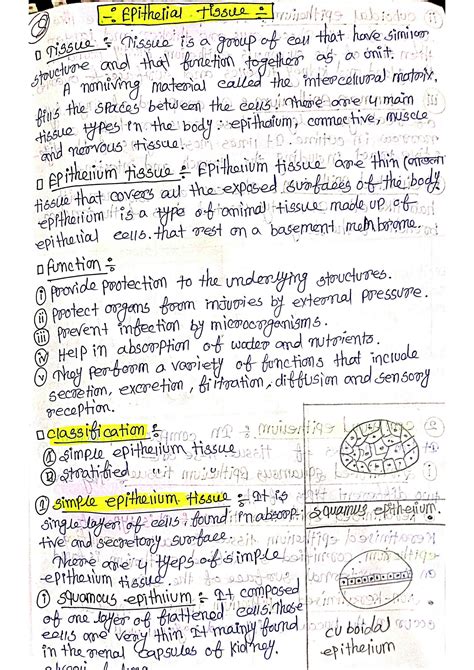 SOLUTION Epithelial Tissue Classification And Function Anatomy And Physiology Studypool