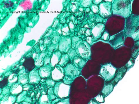 Cupac Anatomy Slide Images